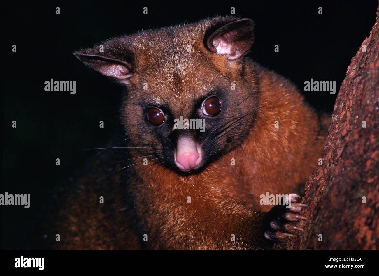 Common Brush-tailed Possum (Trichosurus vulpecula), New Zealand Stock ...