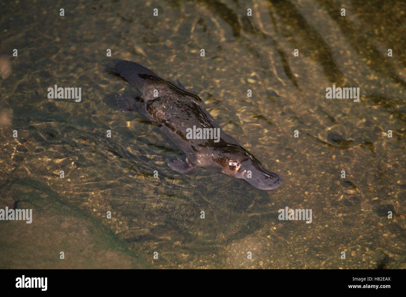 Platypus (Ornithorhynchus anatinus) swimming in water, aerial view ...