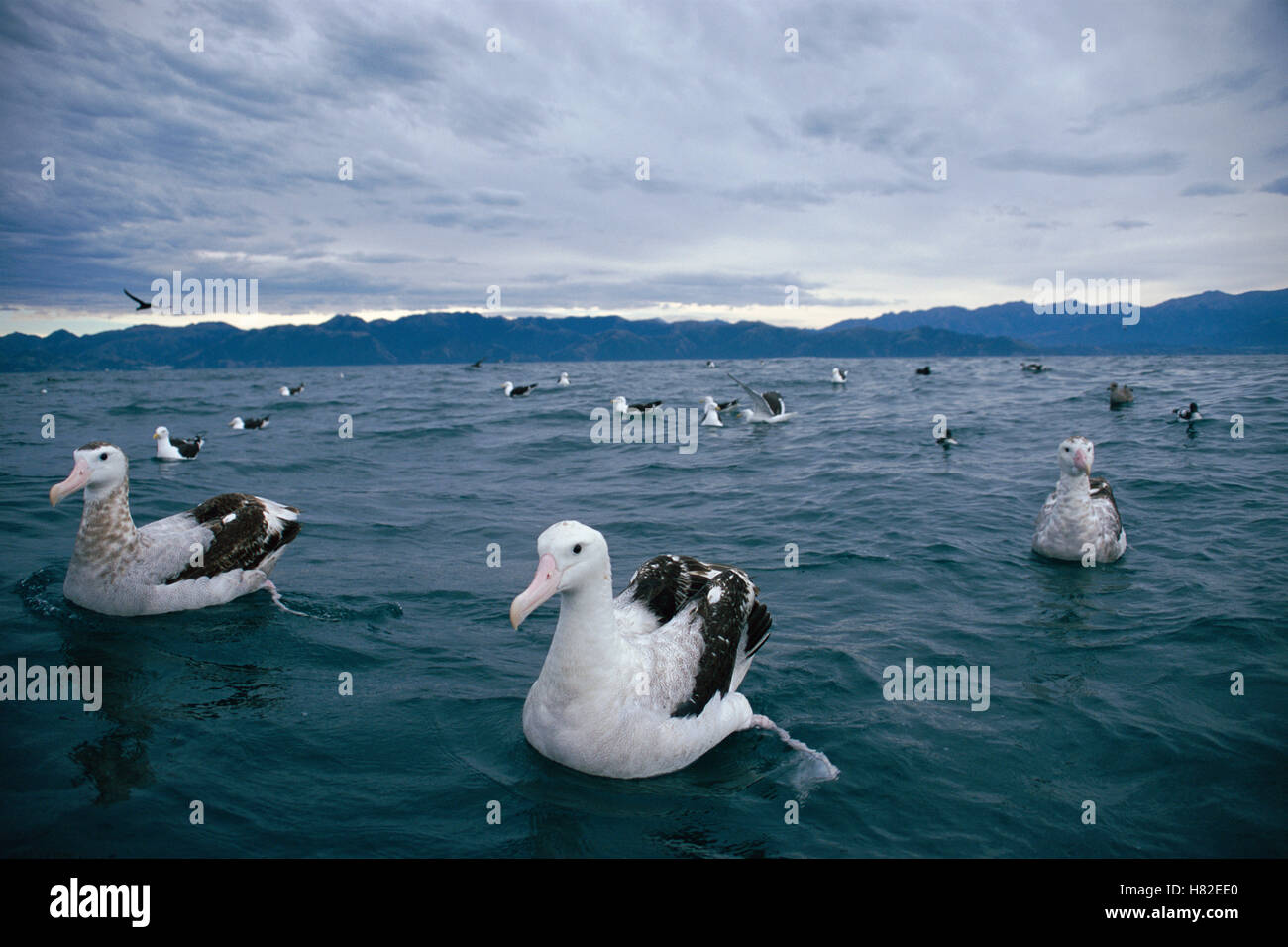 Wandering Albatross (Diomedea exulans) group on water, New Zealand ...