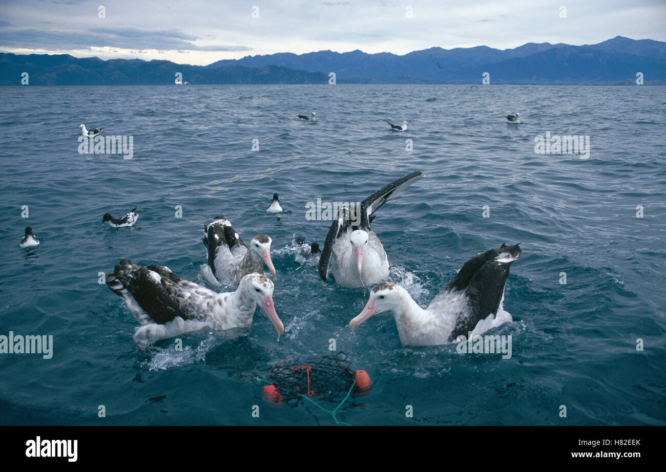 Wandering Albatross (Diomedea exulans) and petrels eating bait, New ...