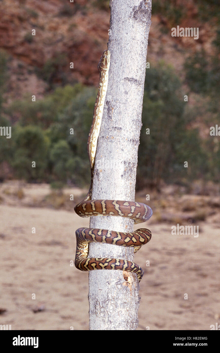 Bredl's Carpet Python (Morelia bredli), MacDonnell Ranges, Australia ...