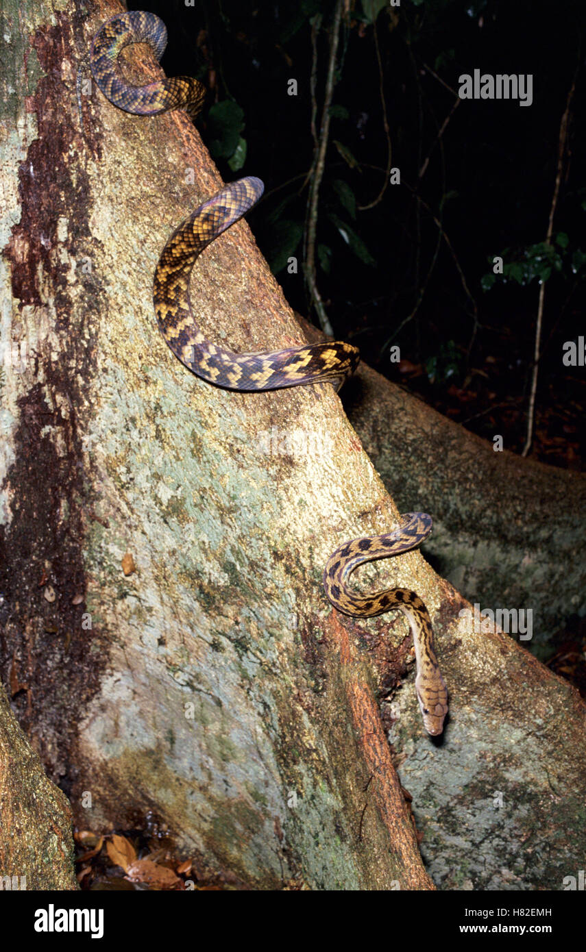 Amethythine Scrub Python (Morelia amethistina) slithering down tree trunk, Australia Stock Photo ...