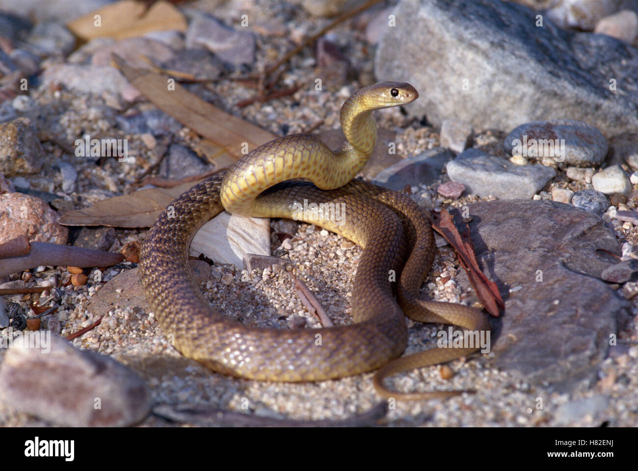 Western Brown Snake (Pseudonaja nuchalis) defensive display, Australia ...