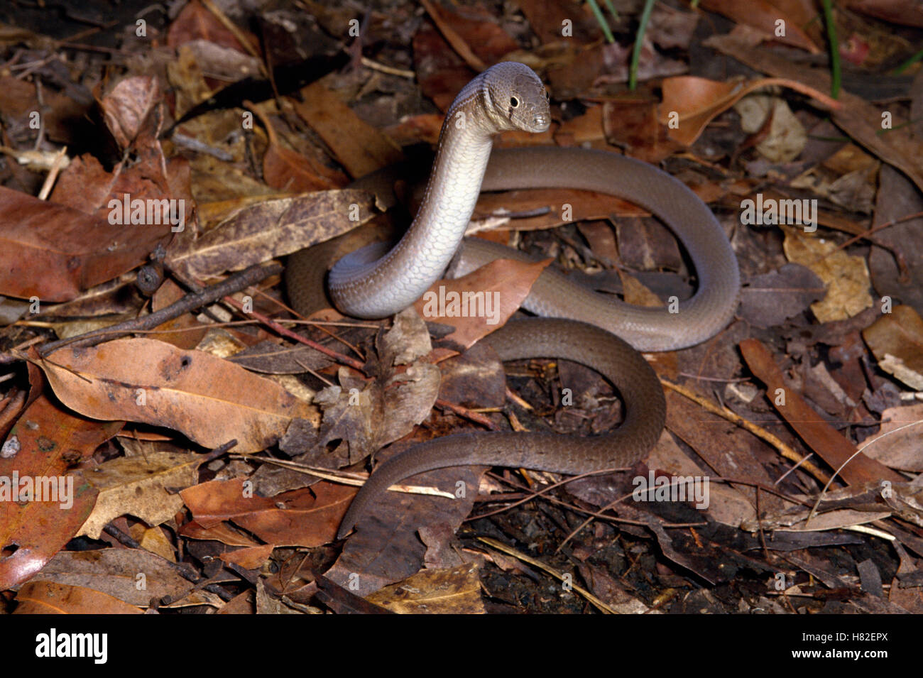 Common Scalyfoot (Pygopus lepidopodus) a legless lizard, Australia ...