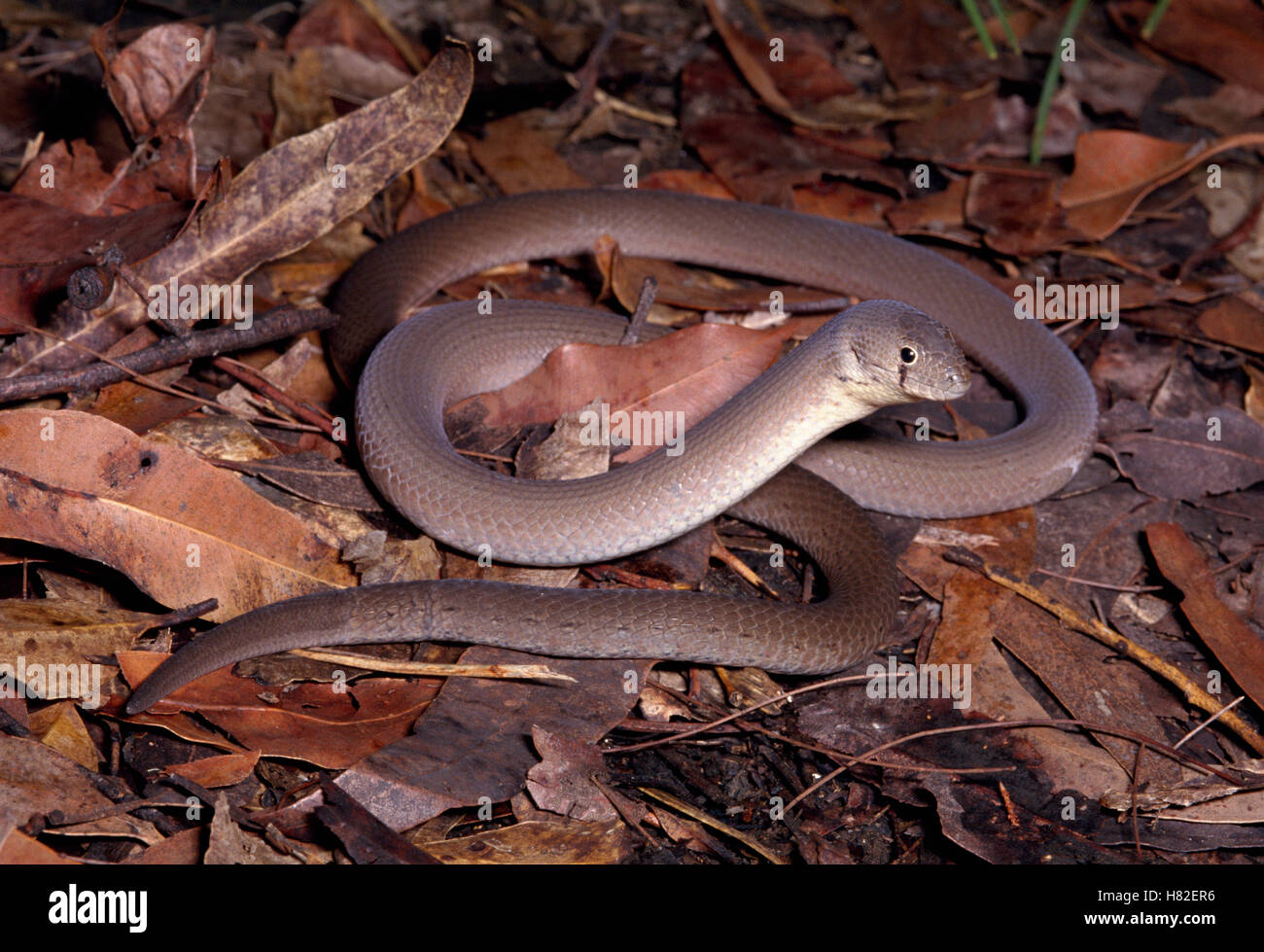 Common Scalyfoot (Pygopus lepidopodus) a legless lizard, Australia ...