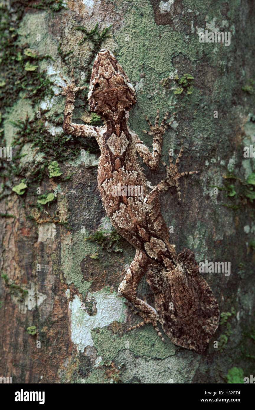 Southern Leaf-tailed Gecko (Saltuarius swaini) in the rainforest ...