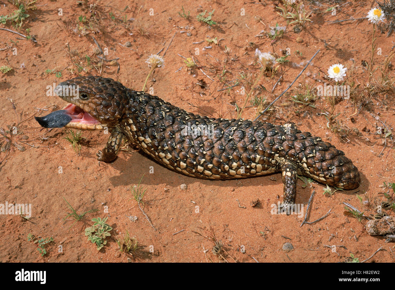 Shingleback Lizard (Tiliqua rugosa) defensive display, Australia Stock ...