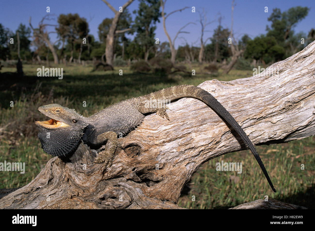 Eastern Bearded Dragon (Pogona barbata) defensive display threat ...