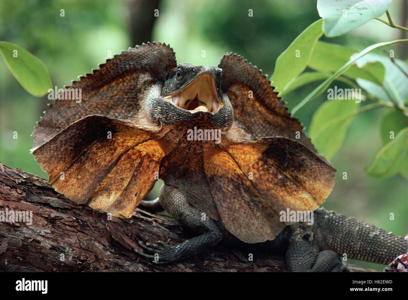 Frilled Lizard (Chlamydosaurus kingii) with frill raised and mouth open ...