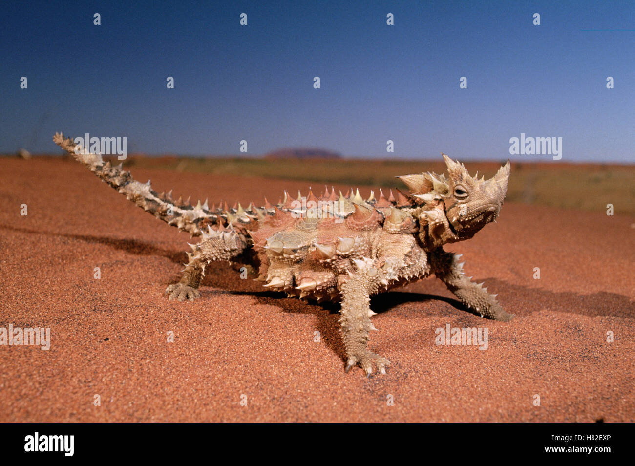 Thorny Devil (Moloch horridus) in the desert near Ayers Rock, Uluru ...