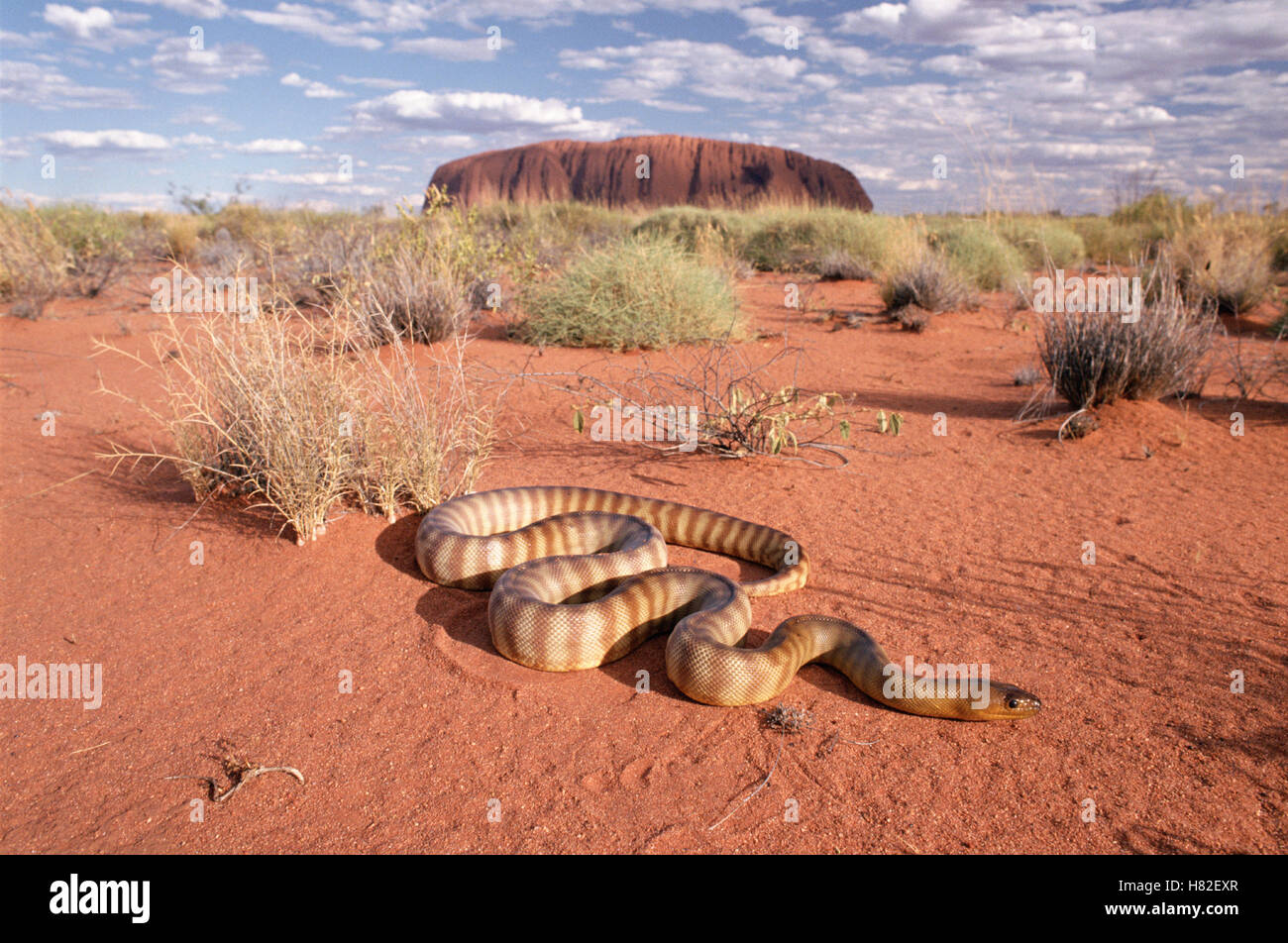 Ramsay's Python (Aspidites ramsayi) in the desert near Ayers Rock ...