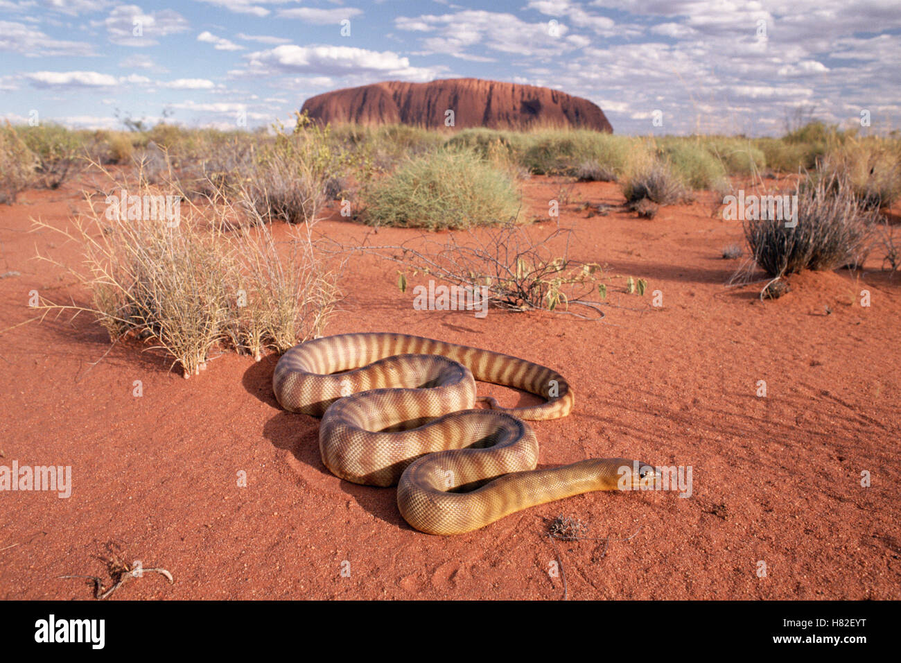 Ramsay's Python (Aspidites ramsayi) in the desert near Ayers Rock ...