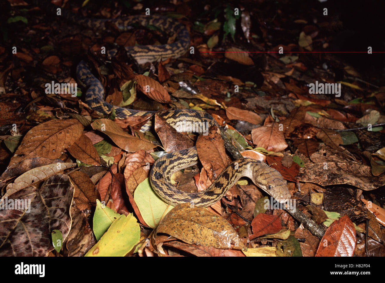 Amethythine Scrub Python (Morelia amethistina) in the rainforest ...
