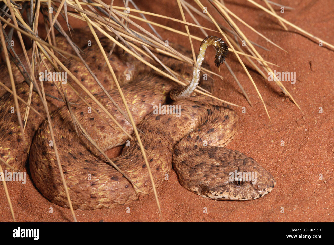 Desert Death Adder (Acanthophis pyrrhus) coiled in desert using tip of ...