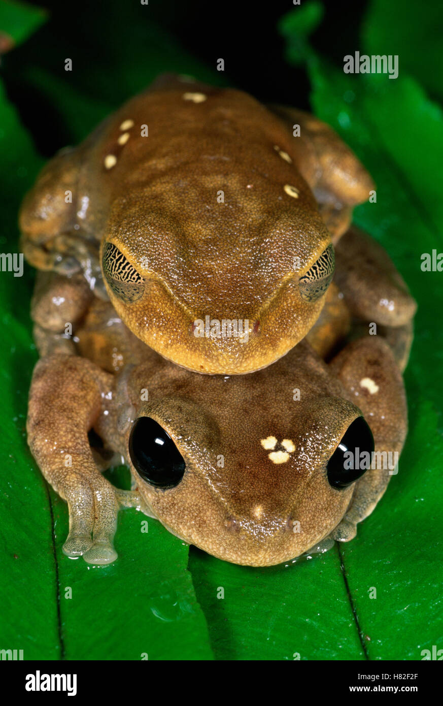 Lacelid Frog (Nyctimystes dayi) pair in amplexus in the rainforest ...