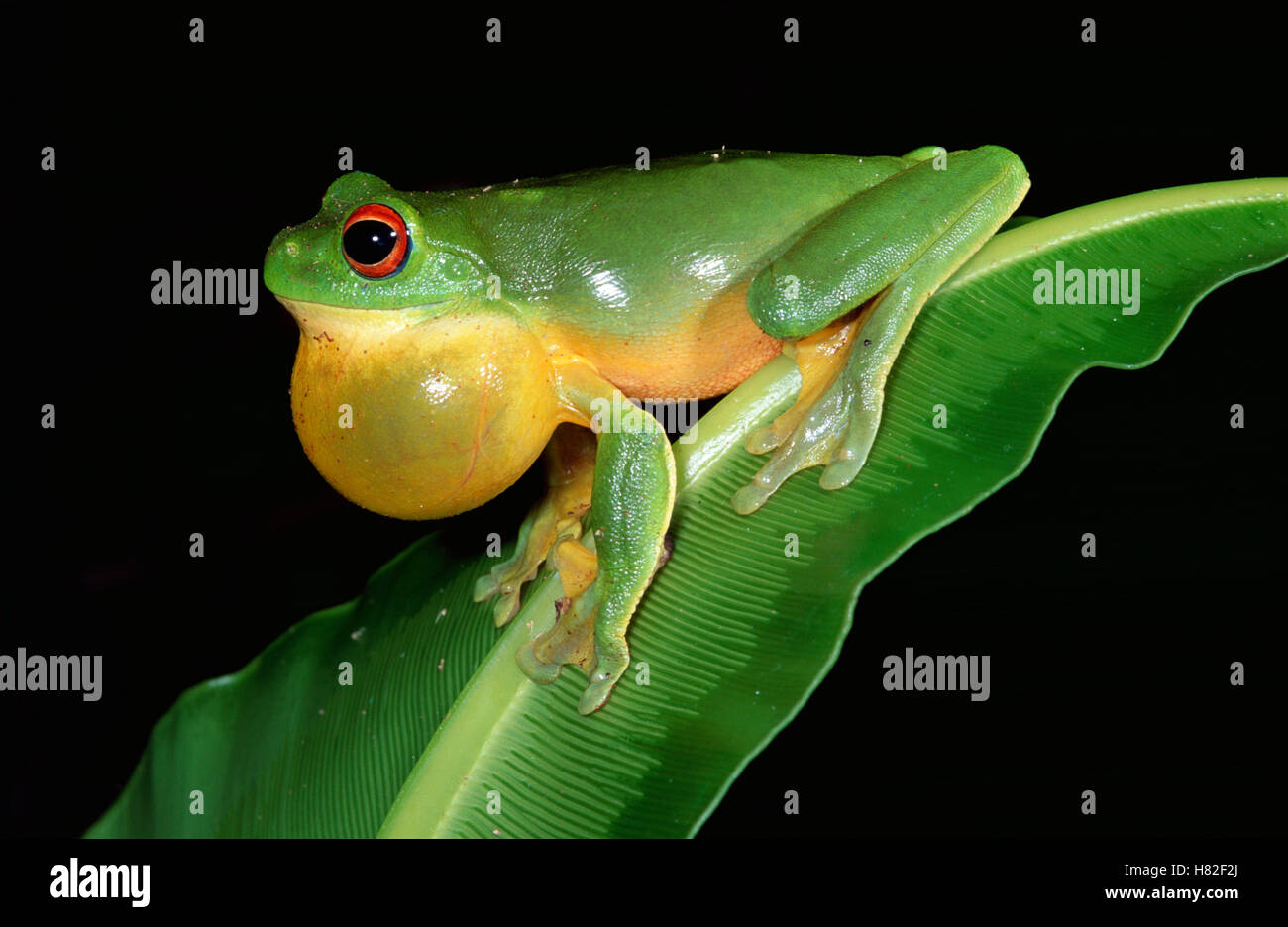Dainty Tree Frog (Litoria gracilenta) calling, Daintree National Park ...