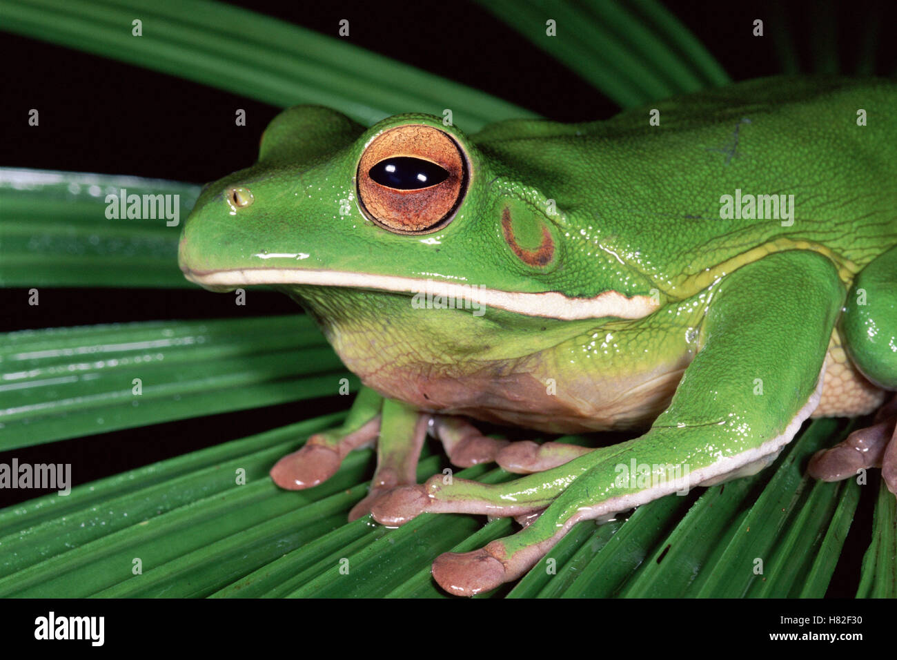 White-lipped Tree Frog (Litoria infrafrenata) in the rainforest ...