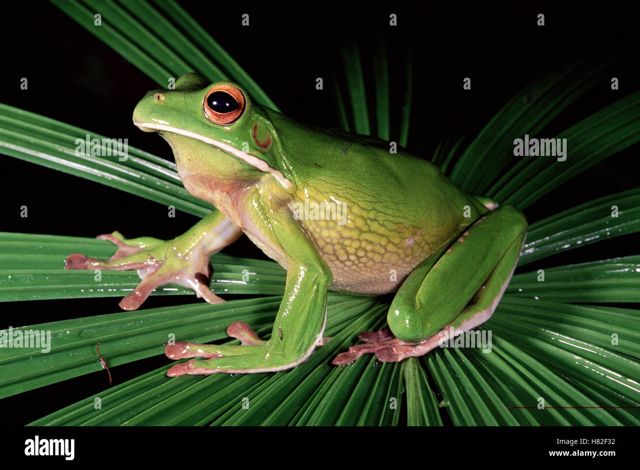 White-lipped Tree Frog (Litoria infrafrenata) in the rainforest ...
