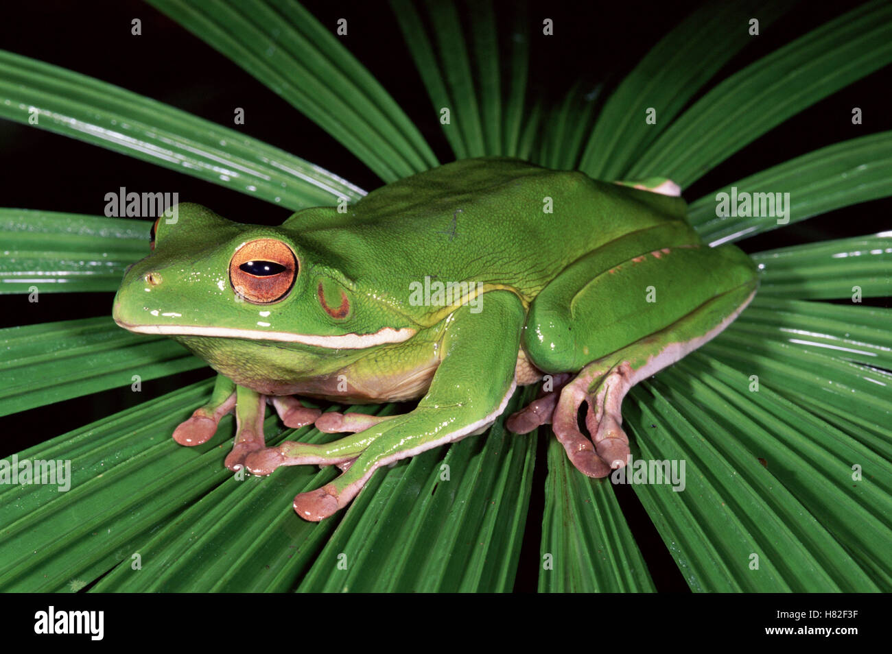 White-lipped Tree Frog (Litoria infrafrenata) in the rainforest ...