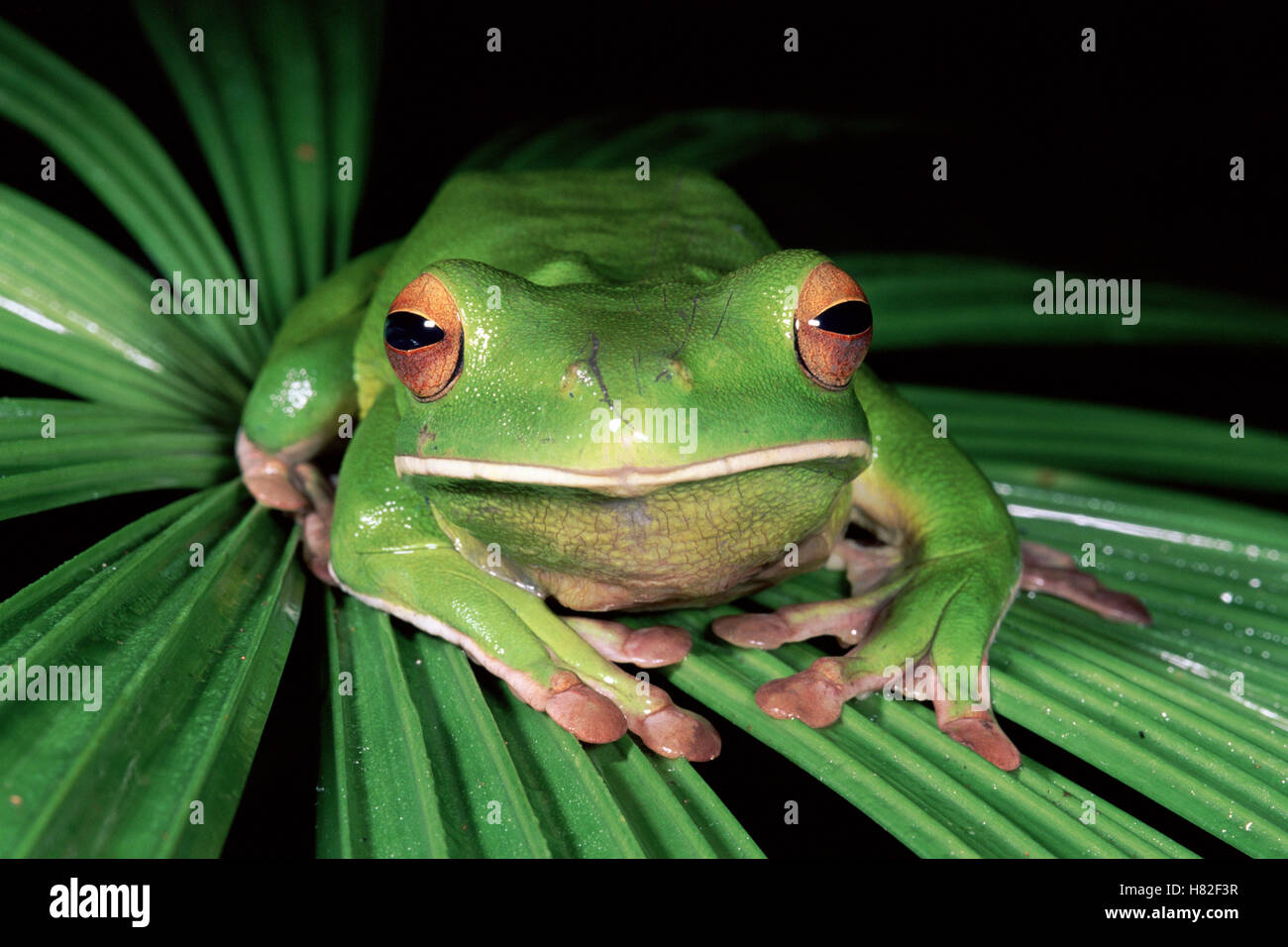 White-lipped Tree Frog (Litoria infrafrenata) in the rainforest ...