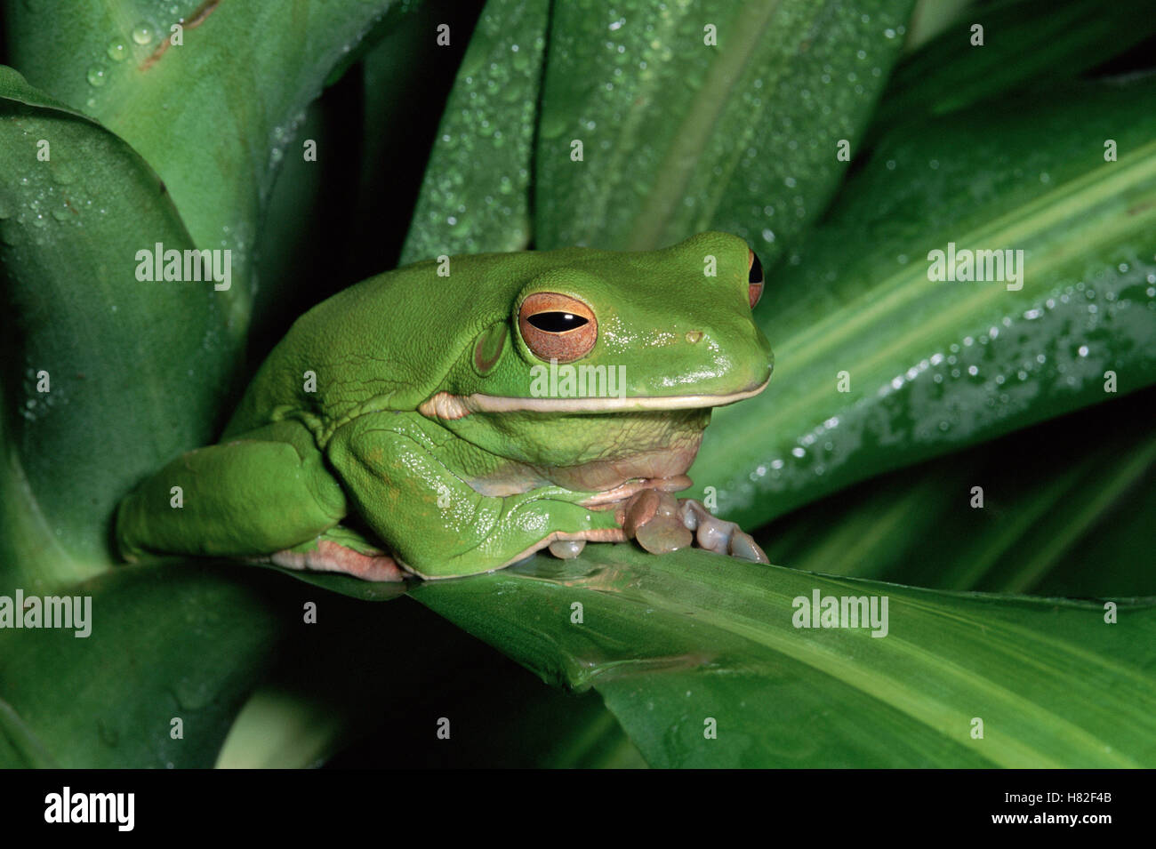 White-lipped Tree Frog (Litoria infrafrenata) in the rainforest ...