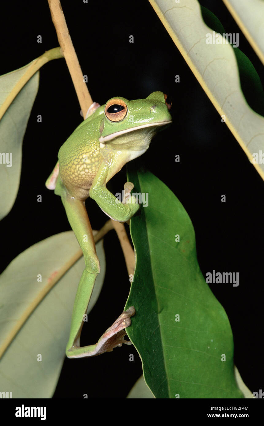 White-lipped Tree Frog (Litoria infrafrenata) in the rainforest ...