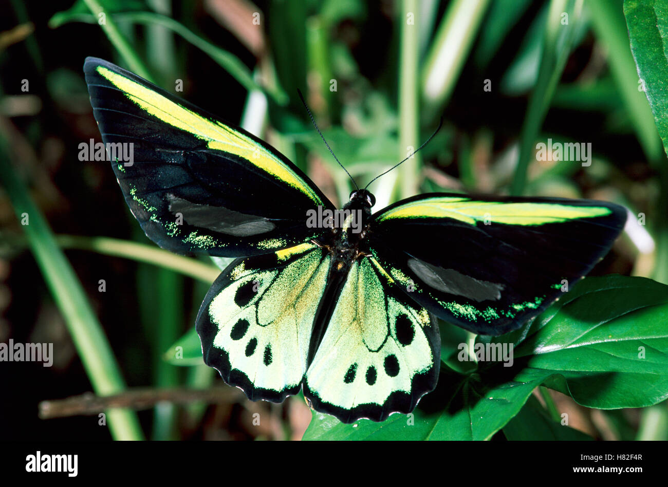 Common Green Birdwing (Ornithoptera priamus) butterfly in the ...