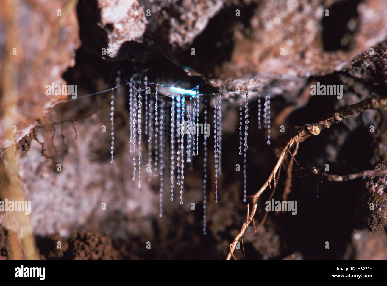 New Zealand Glow-worm (Arachnocampa luminosa) larvae or glow worms ...