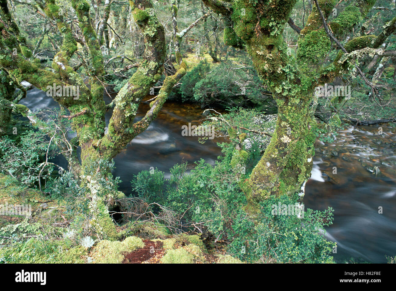 Temperate rainforest, Cradle Mountain, Saint Clair National Park ...