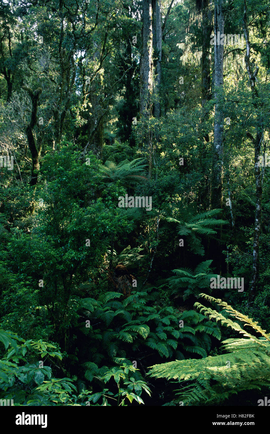 Tree Fern, temperate rainforest, Pureora Forest Park, North Island, New ...