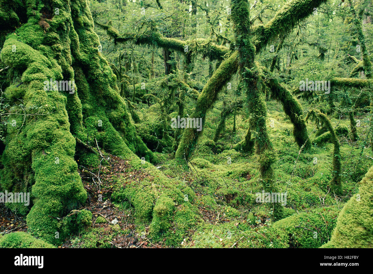 Red Beech (Nothofagus fusca) temperate rainforest, Fjordland National ...