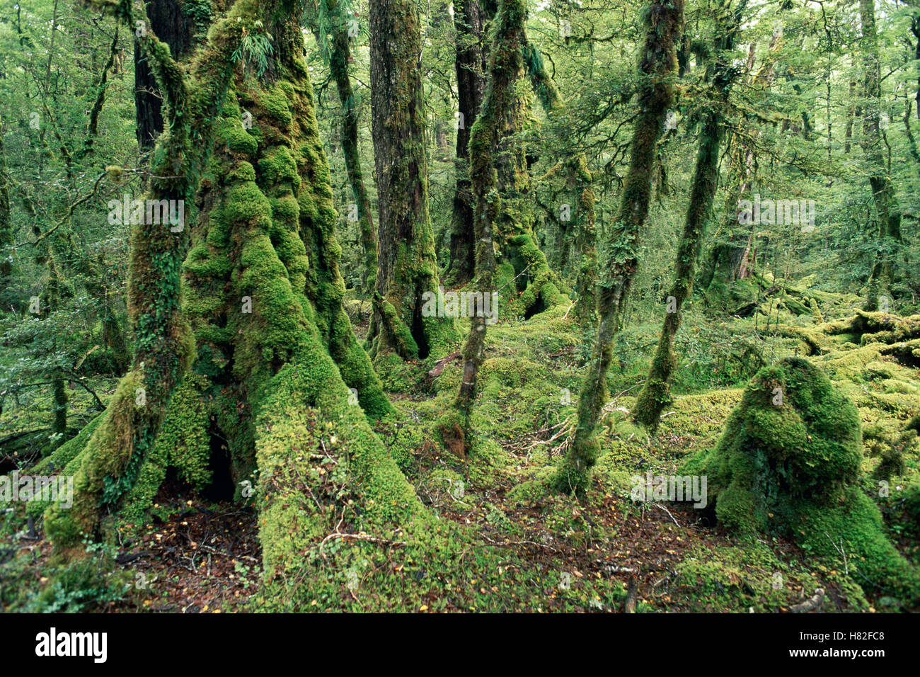 Red Beech (Nothofagus fusca) temperate rainforest, Fjordland National ...