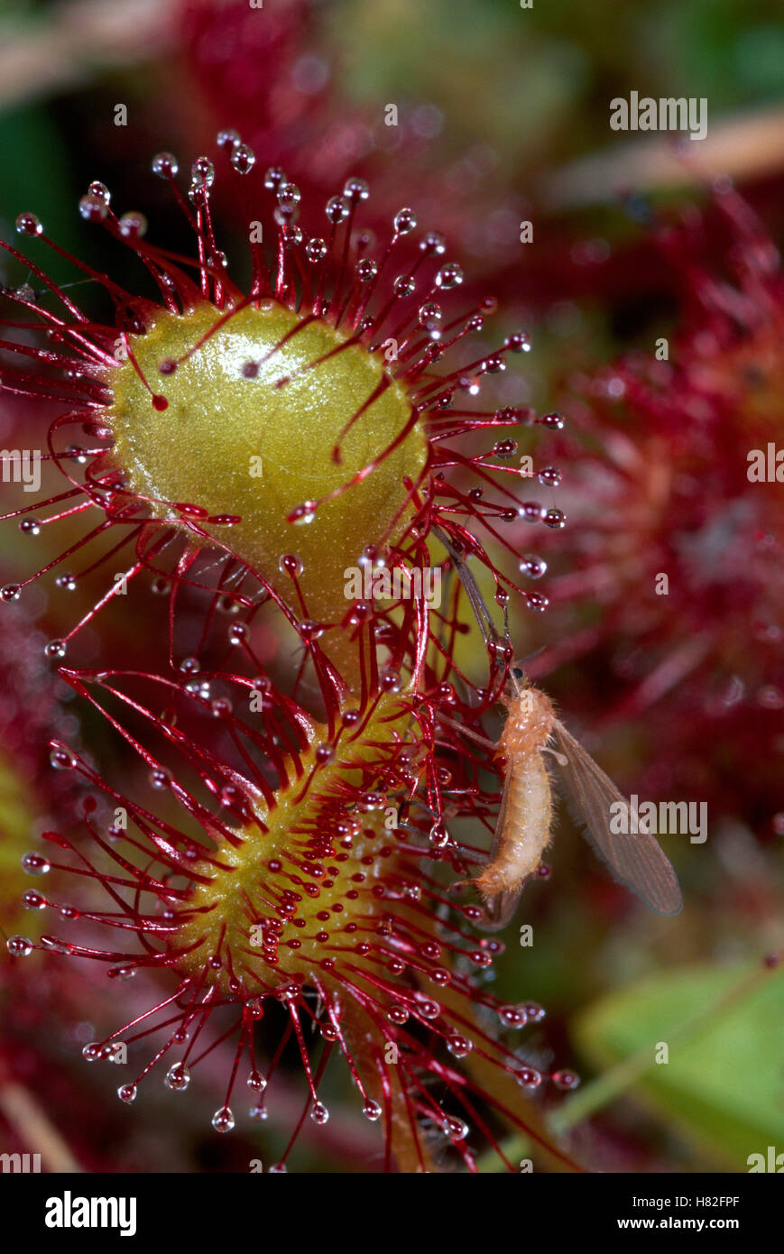 Common Sundew (Drosera rotundifolia) with trapped fly, Beeston Bog ...