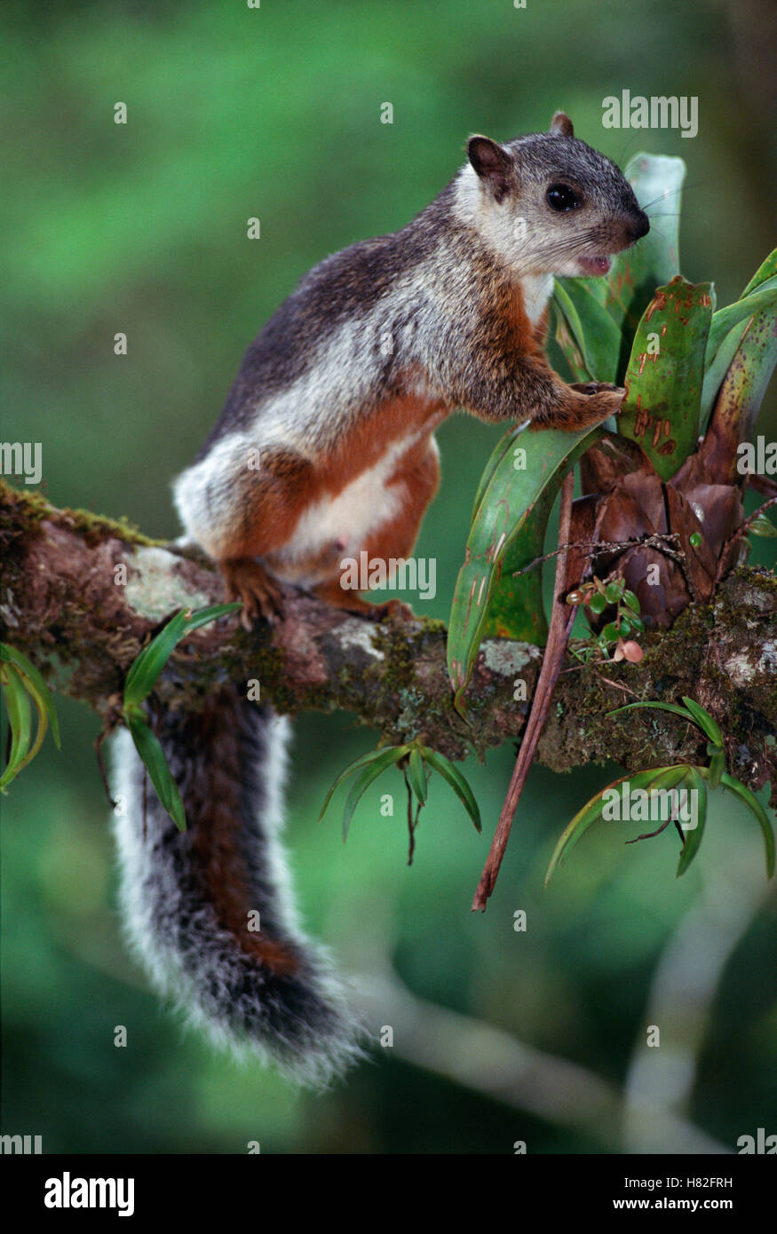 Variegated Squirrel (Sciurus variegatoides) dry forest, Costa Rica ...