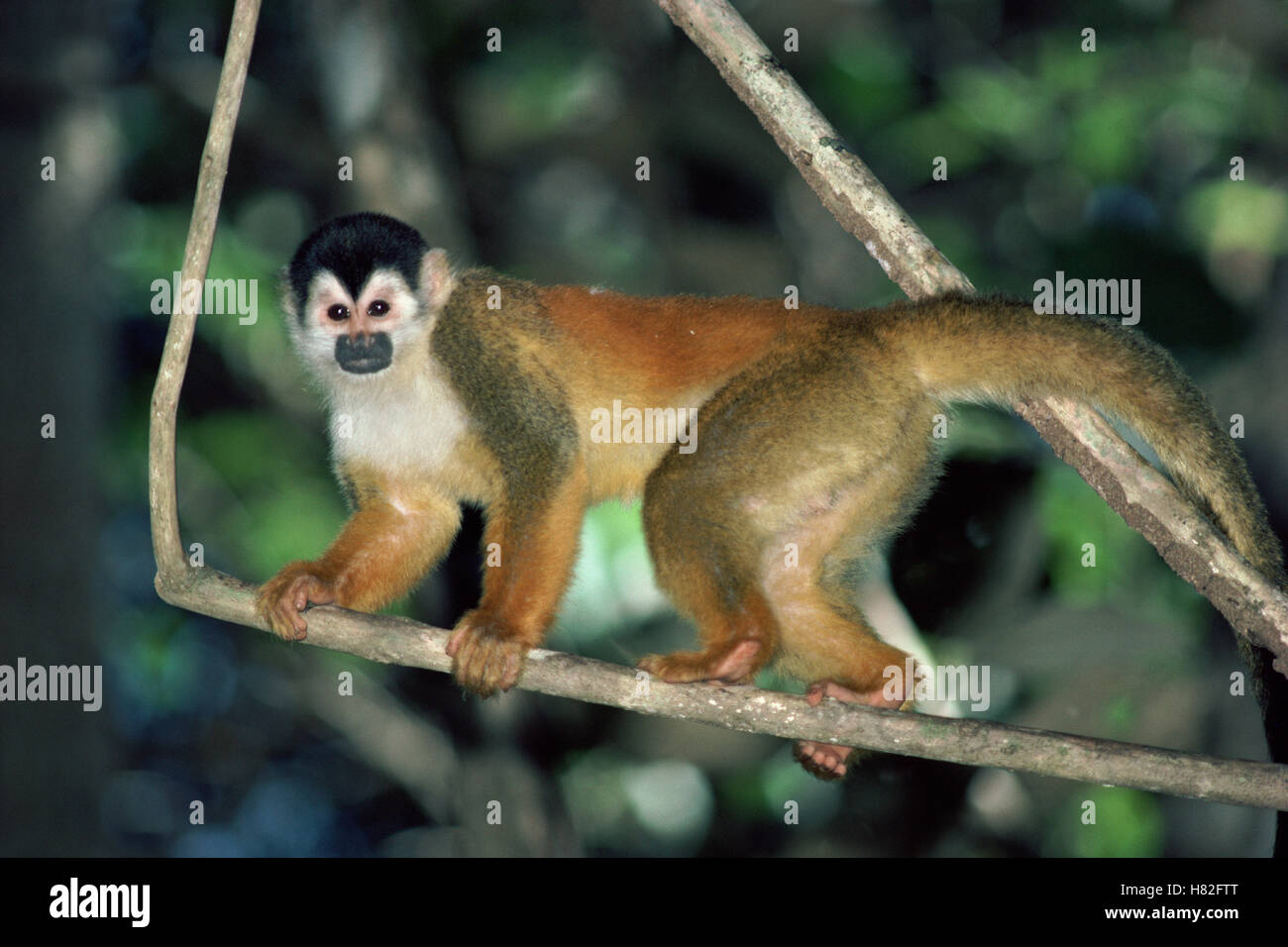 Black-crowned Central American Squirrel Monkey (Saimiri oerstedii) male ...
