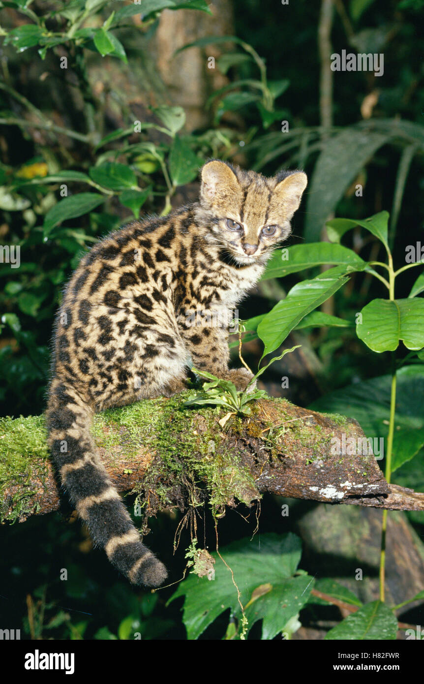 Margay (Leopardus wiedii) kitten in rainforest, Costa Rica Stock Photo ...