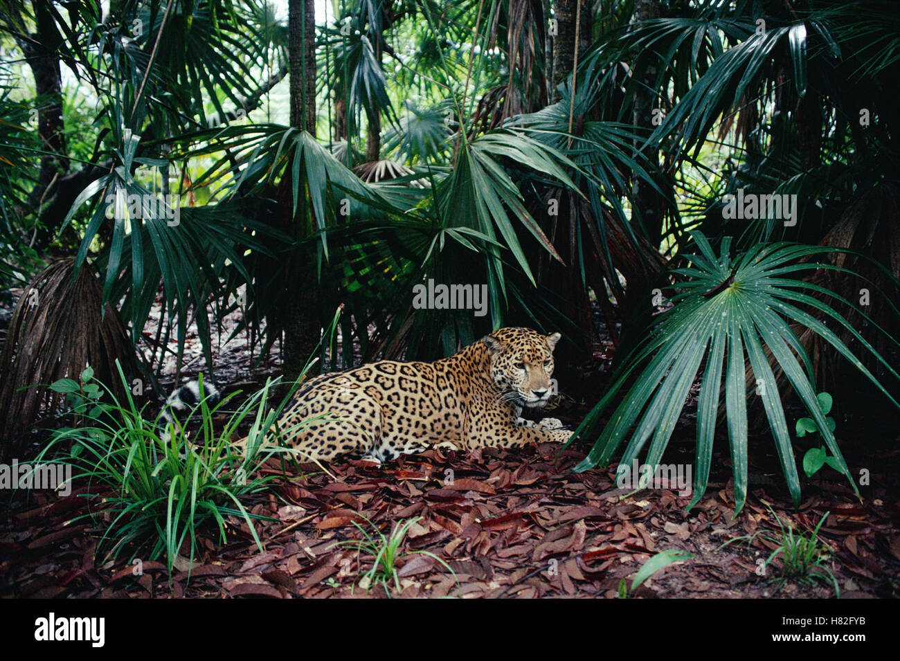 Jaguar (Panthera onca) hunting in the rainforest, Belize Stock Photo ...