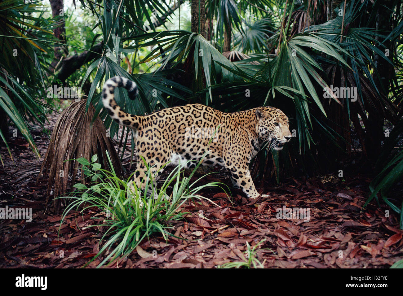 Jaguar (Panthera onca) hunting in the rainforest, Belize Stock Photo ...