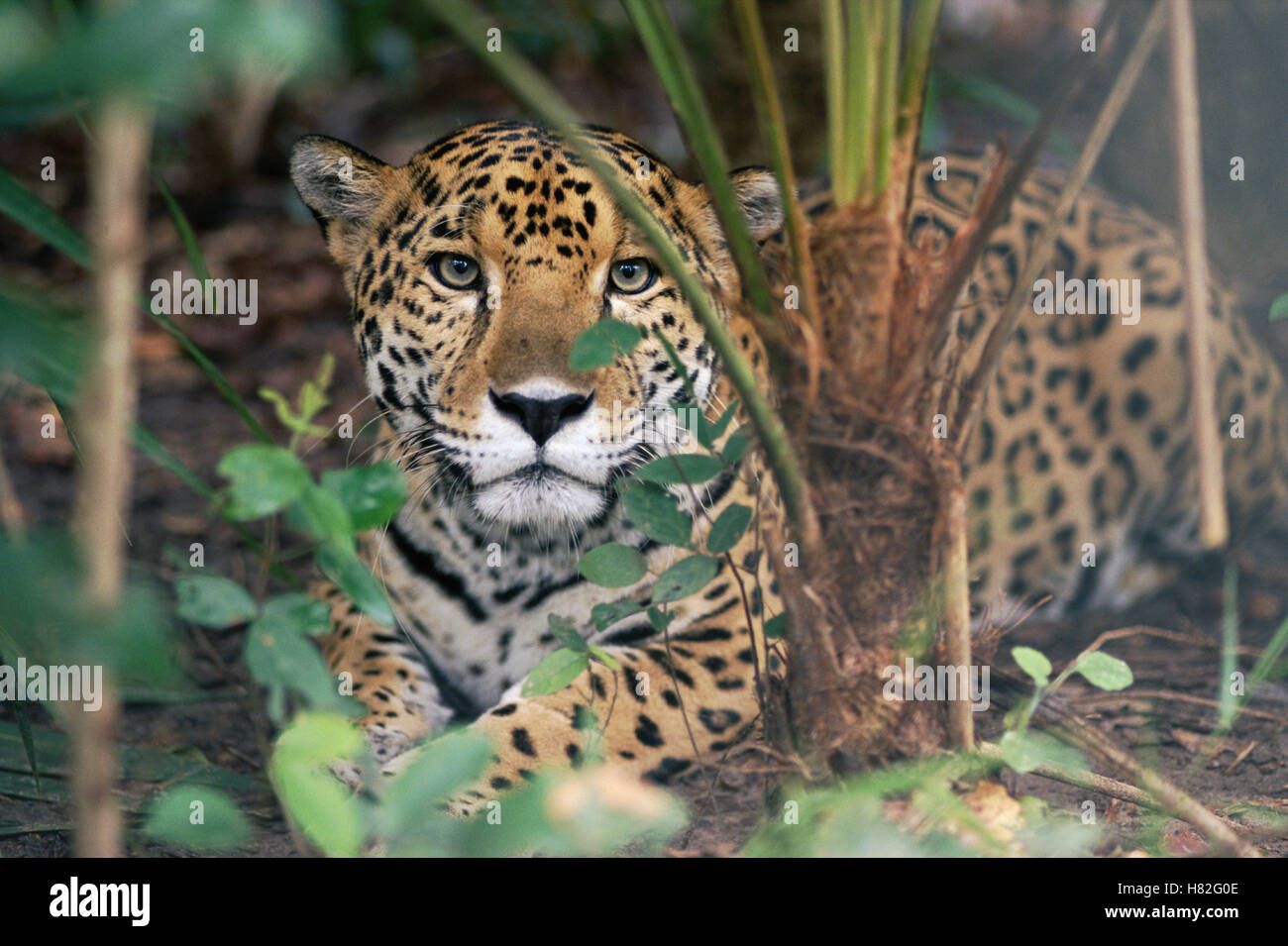 Jaguar (Panthera onca) hunting in the rainforest, Belize Stock Photo ...