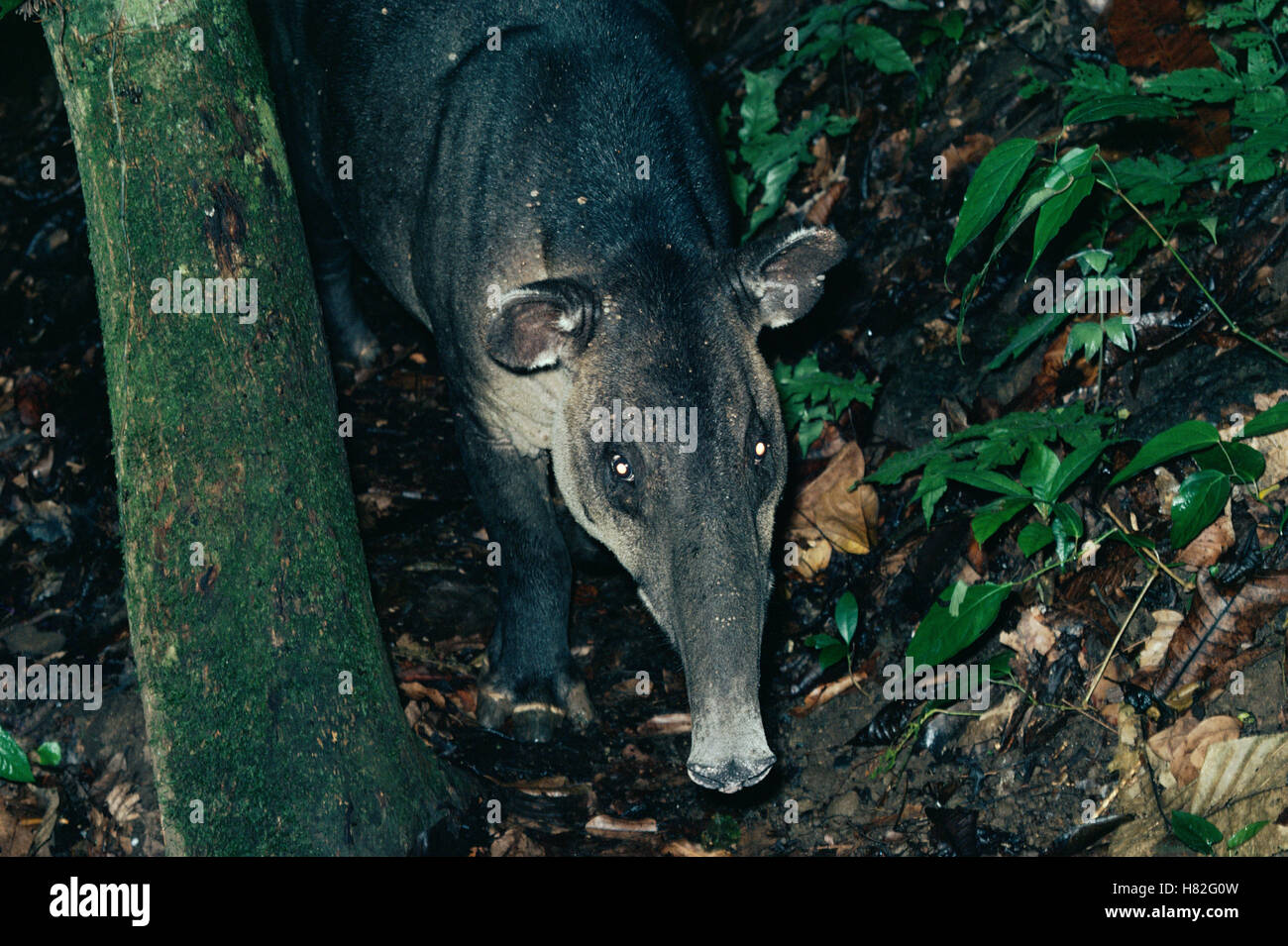Baird's Tapir (Tapirus bairdii) in the rainforest, Costa Rica Stock ...