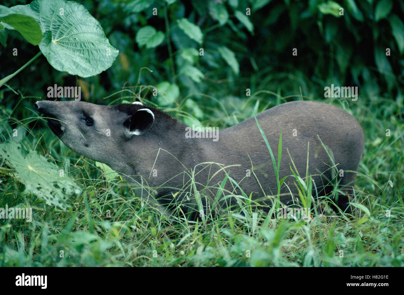 Brazilian Tapir (Tapirus terrestris) foraging in the Amazon rainforest ...