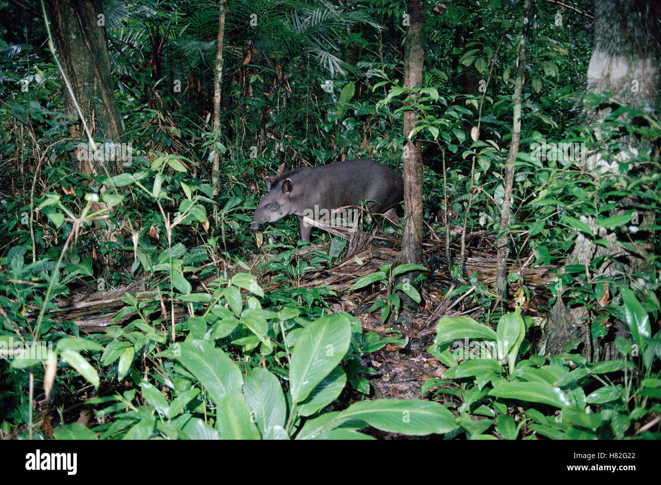 Brazilian Tapir (Tapirus terrestris) in the Amazon rainforest, Peru ...