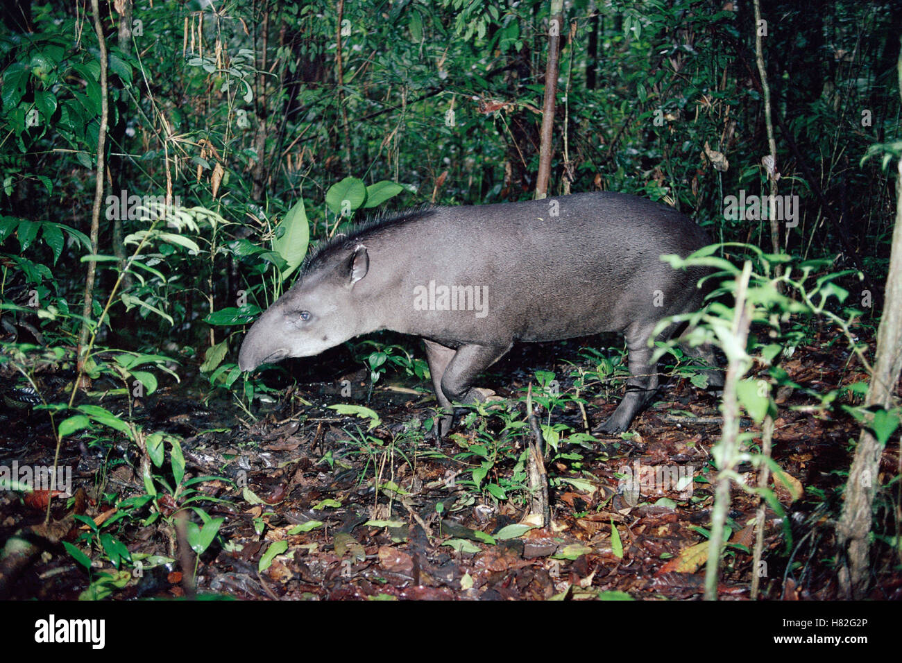 Brazilian Tapir (Tapirus terrestris) in the rainforest, Peru Stock ...