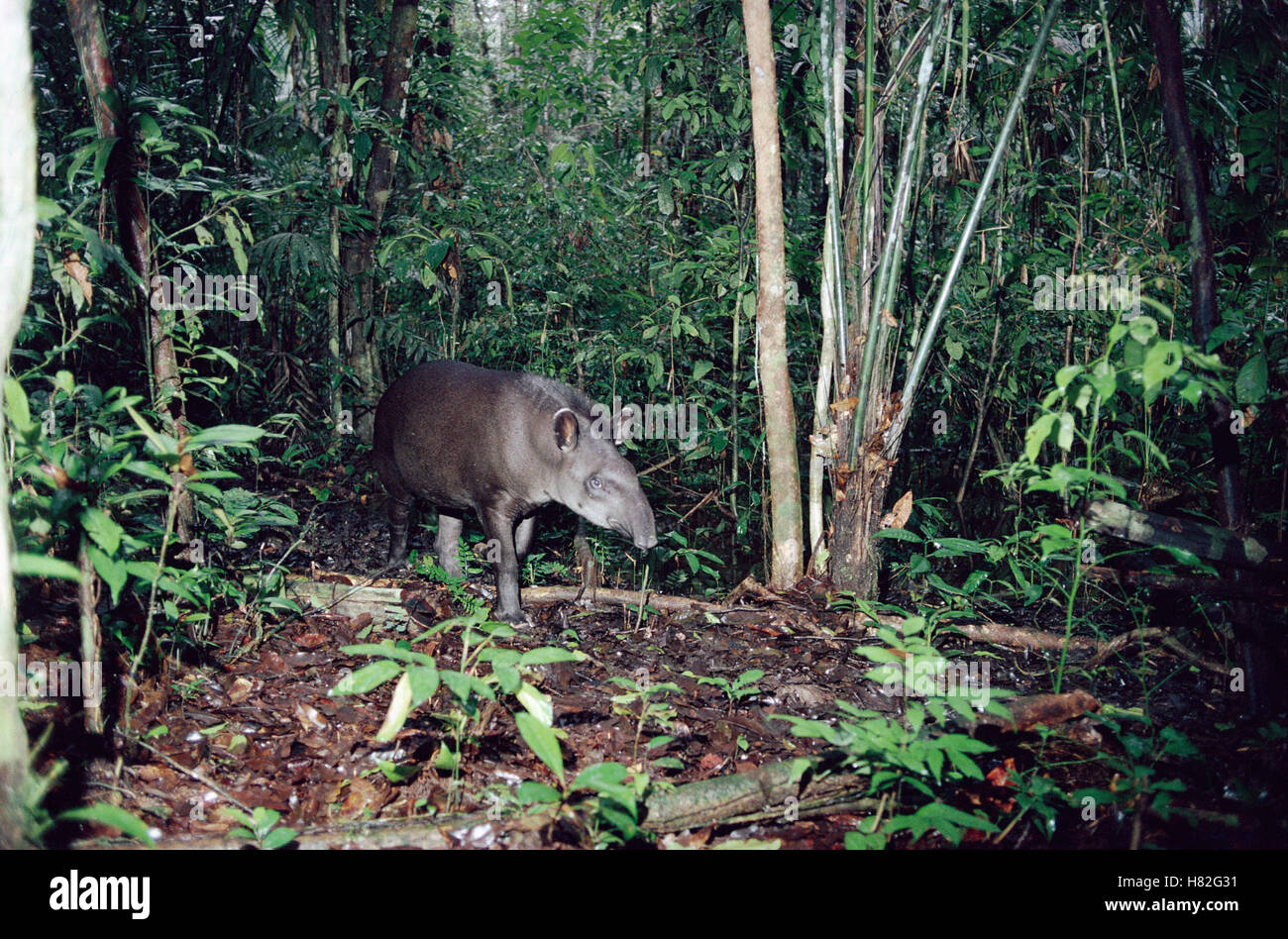 Brazilian Tapir (Tapirus terrestris) in the rainforest, Peru Stock ...
