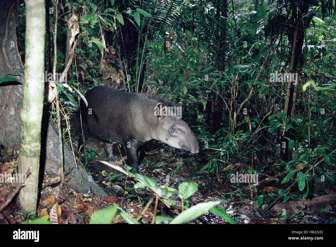 Brazilian Tapir (Tapirus terrestris) in the rainforest, Peru Stock ...