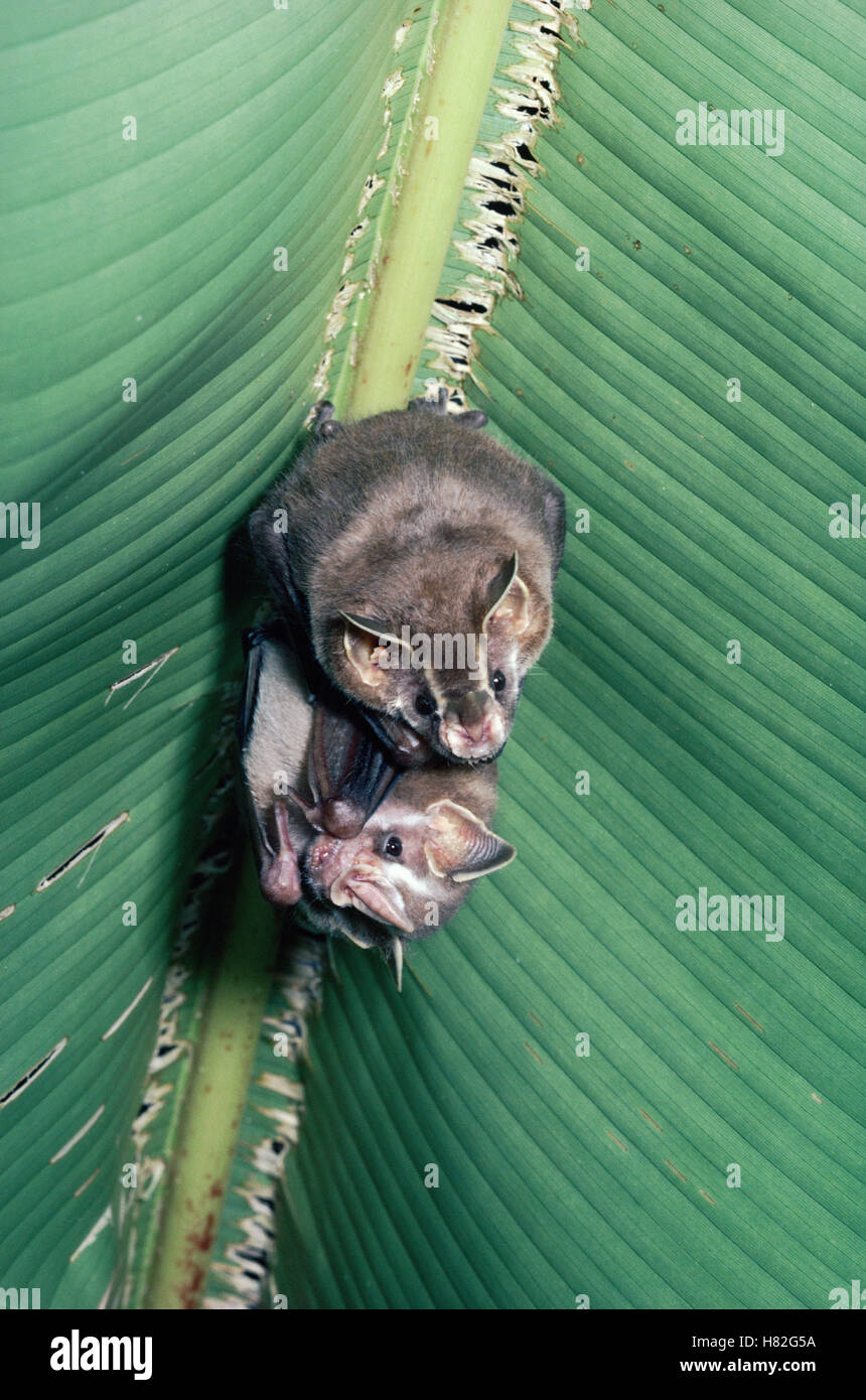 Pygmy Fruit-eating Bat (Artibeus phaeotis) roosting on Heliconia leaf ...