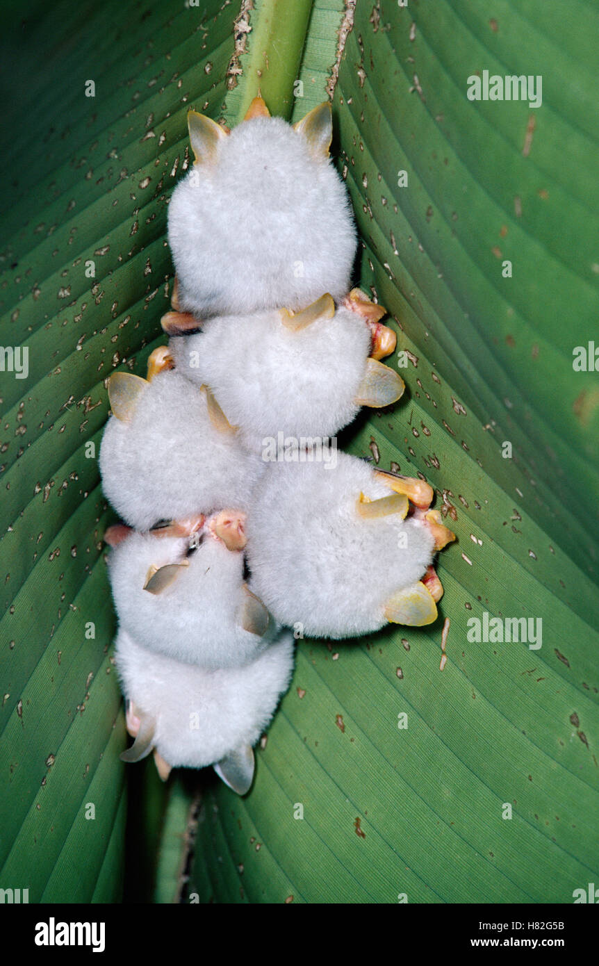 Honduran White Bat (Ectophylla alba) group roosting under Heliconia ...
