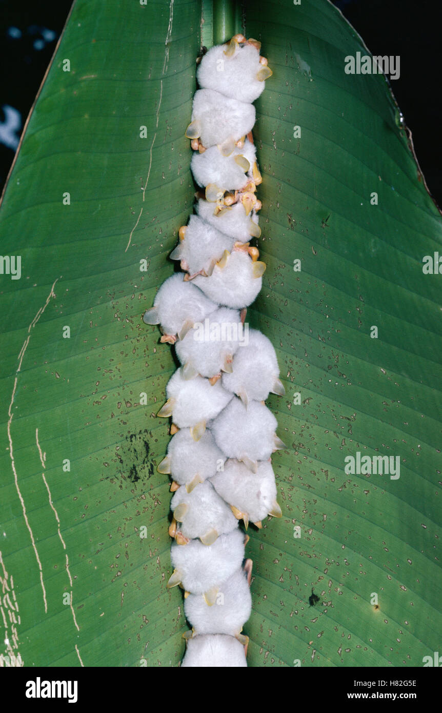 Honduran White Bat (Ectophylla alba) roosting under Heliconia leaf ...