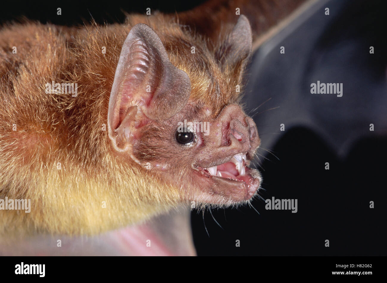 Vampire Bat (Desmodus rotundus) portrait, Costa Rica Stock Photo - Alamy