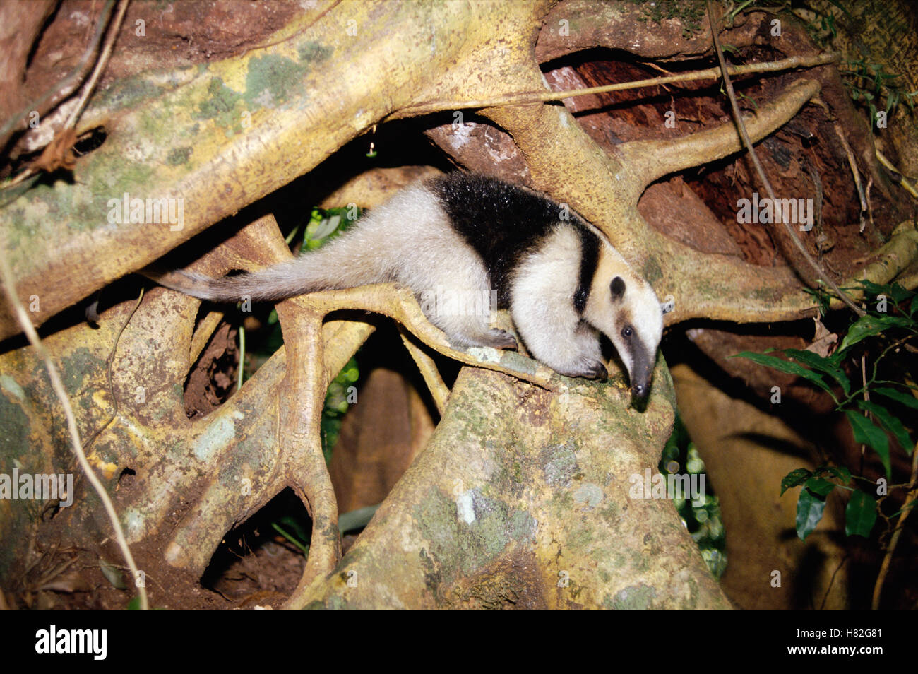 Northern Tamandua (Tamandua mexicana) in the rainforest, Costa Rica ...